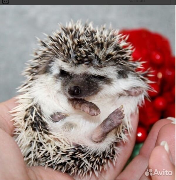 Декоративный ежик