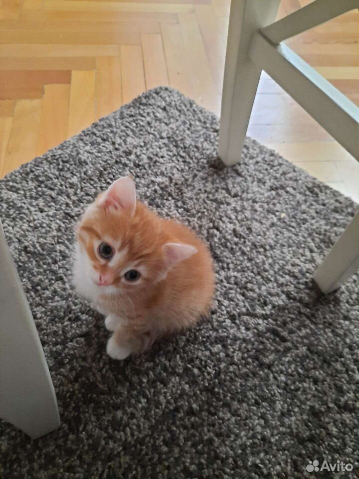 Рыжий котенок, 1,5 месяца, приучен к лотку. Отдам