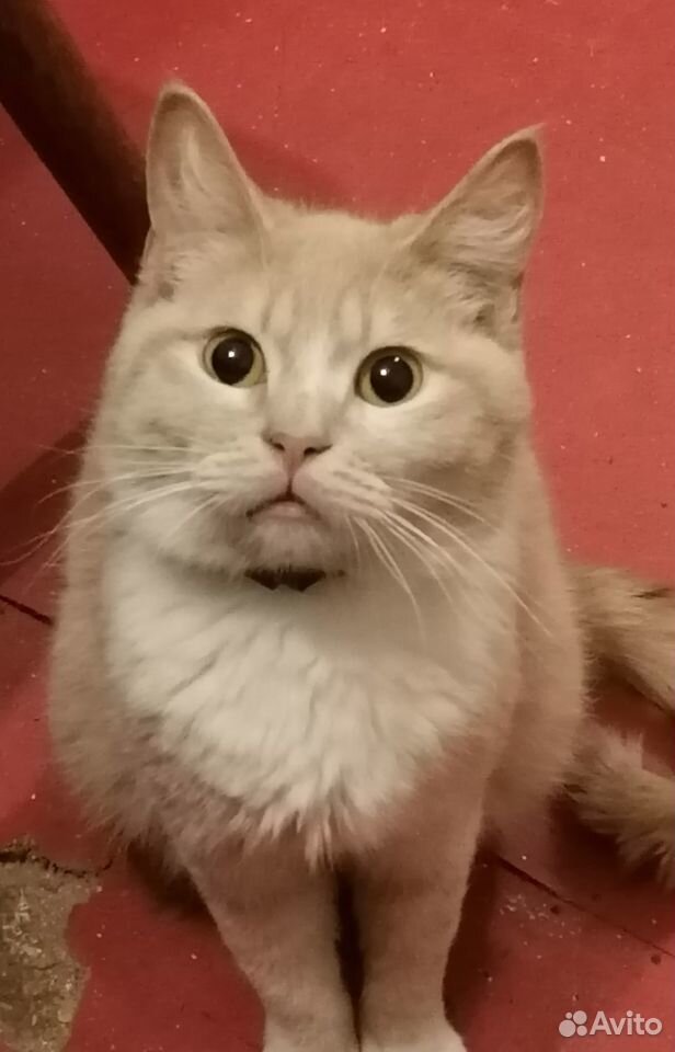 Отдаю домашнего кота