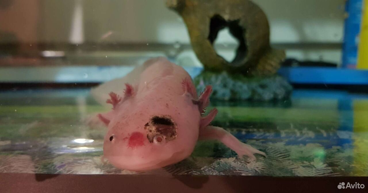 Аксолотль из фильма Оно