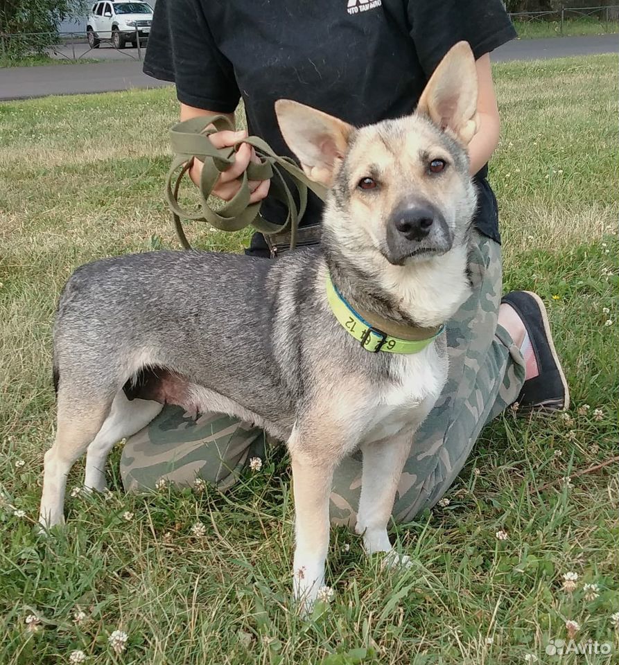 Стеша. Маленькая добрая собака. Бесплатно