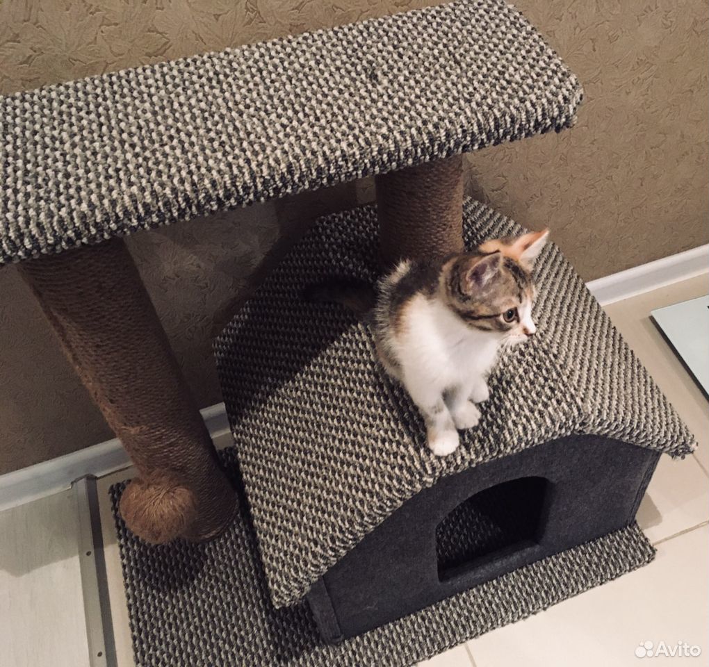 Отдадим котенка в добрый руки(девочка)