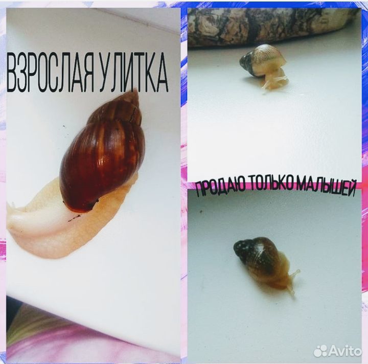 Улитки ахатины