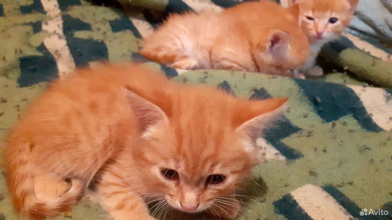 Котята