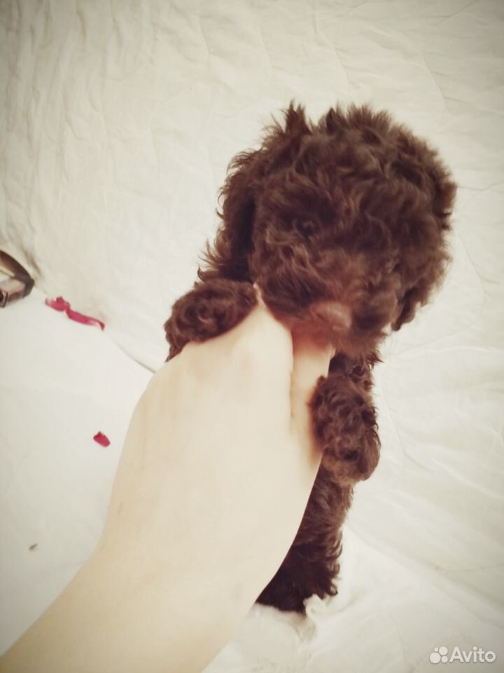 Эксклюзивный шоколад