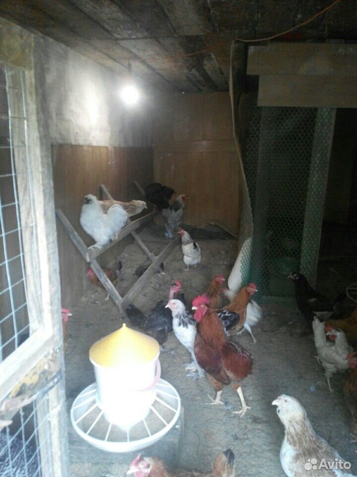 Куры разных пород цыплята