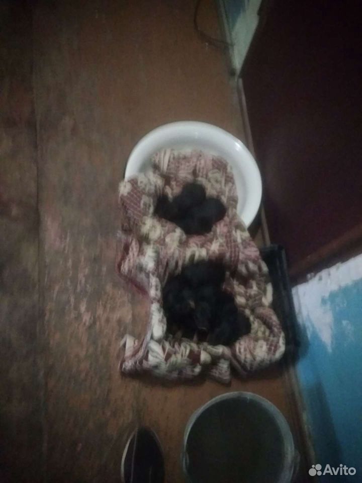 Щенки таксы