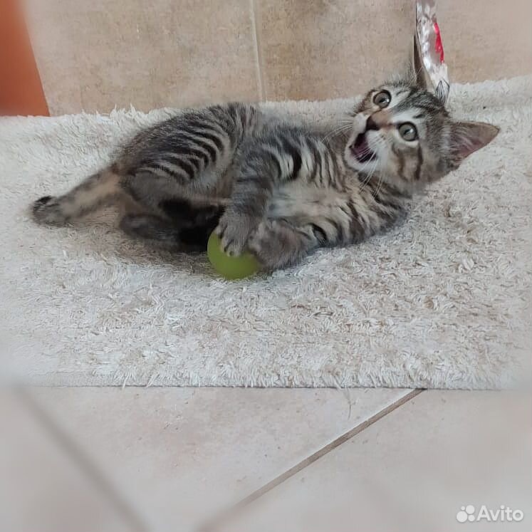 Трюн-Триш, котенок, 2 месяца