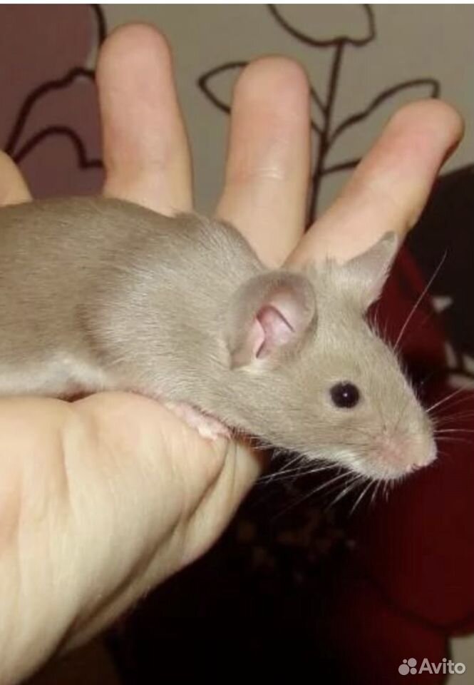 Мышь сиамская сатиновая