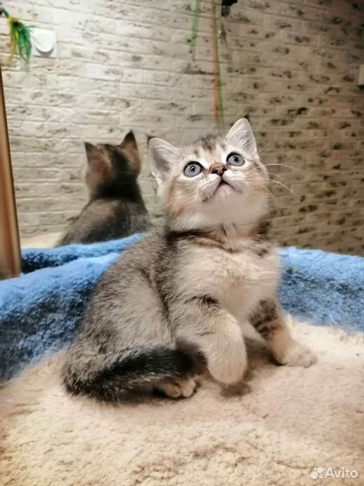 Британский котик