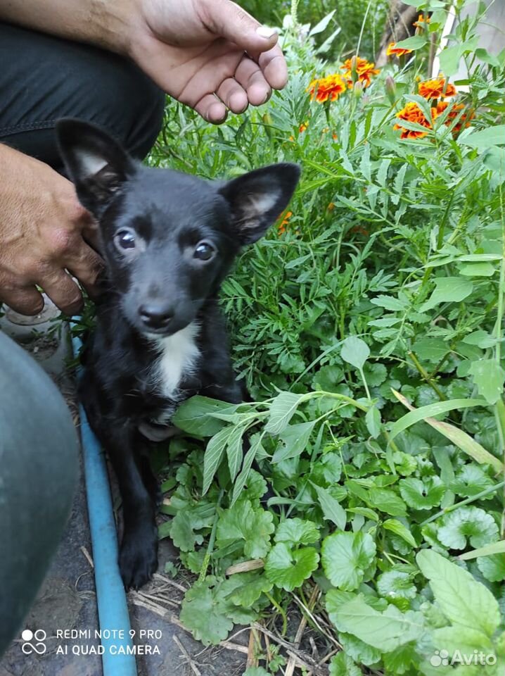 Ищет дом щенок мелкой Собачки Мини
