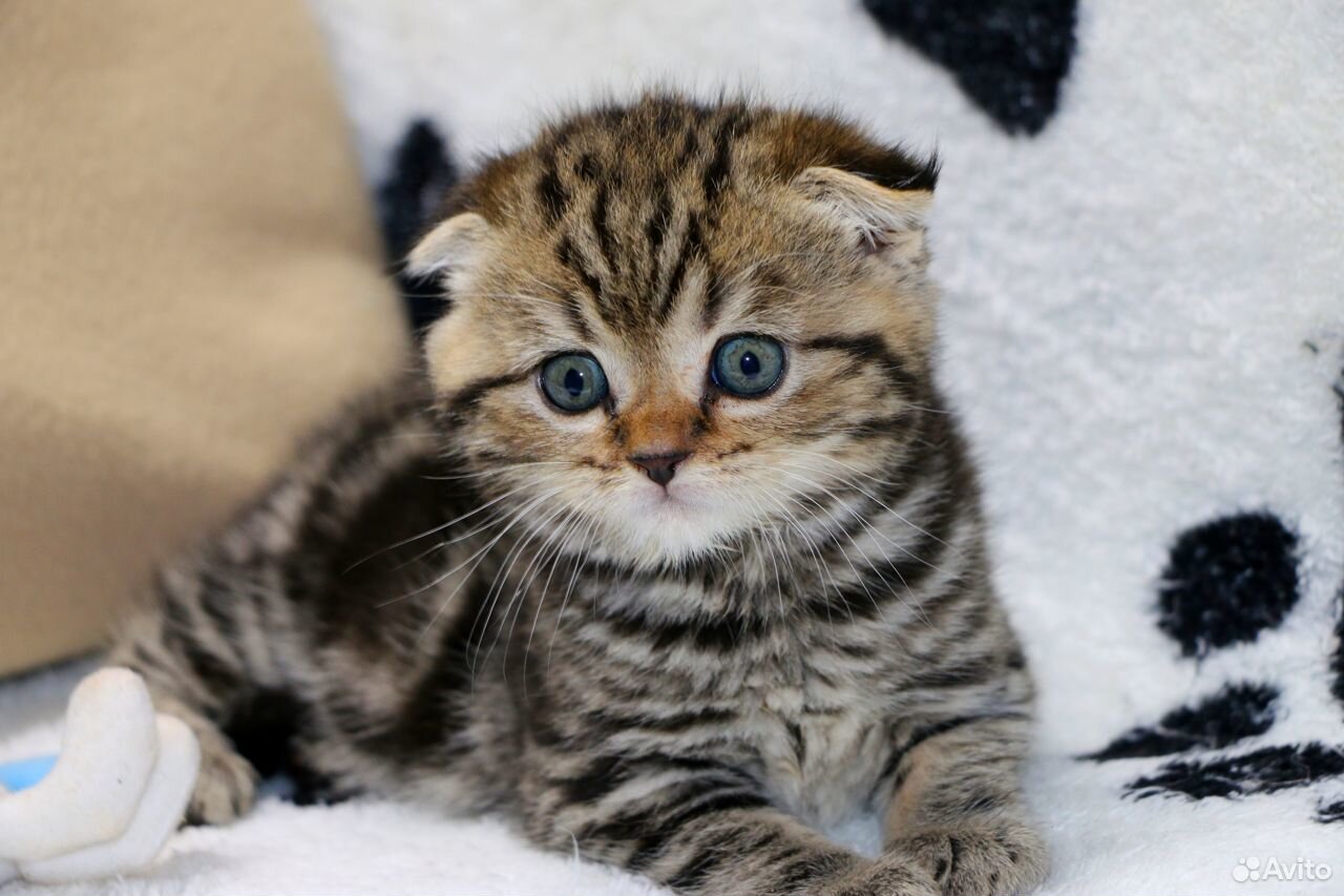 Шотландский котик скоттиш фолд