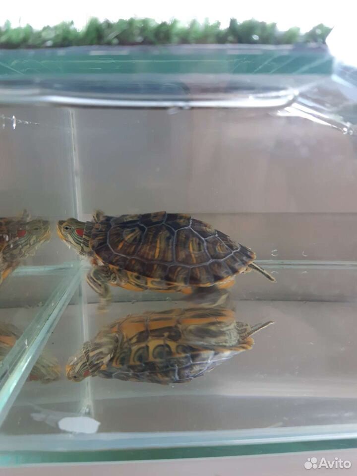Черепаха
