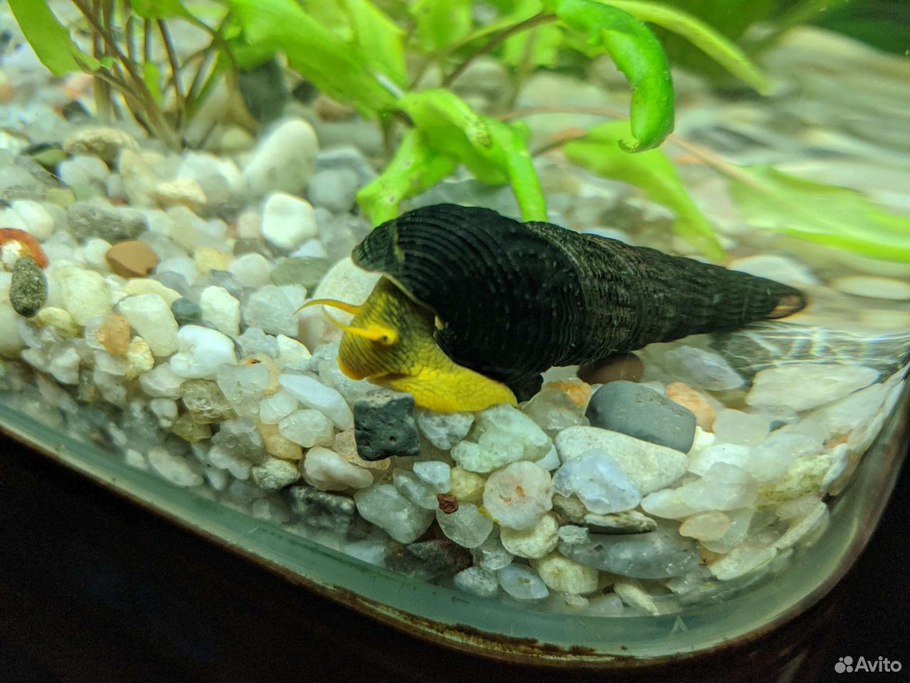 Улитка Тиломелания