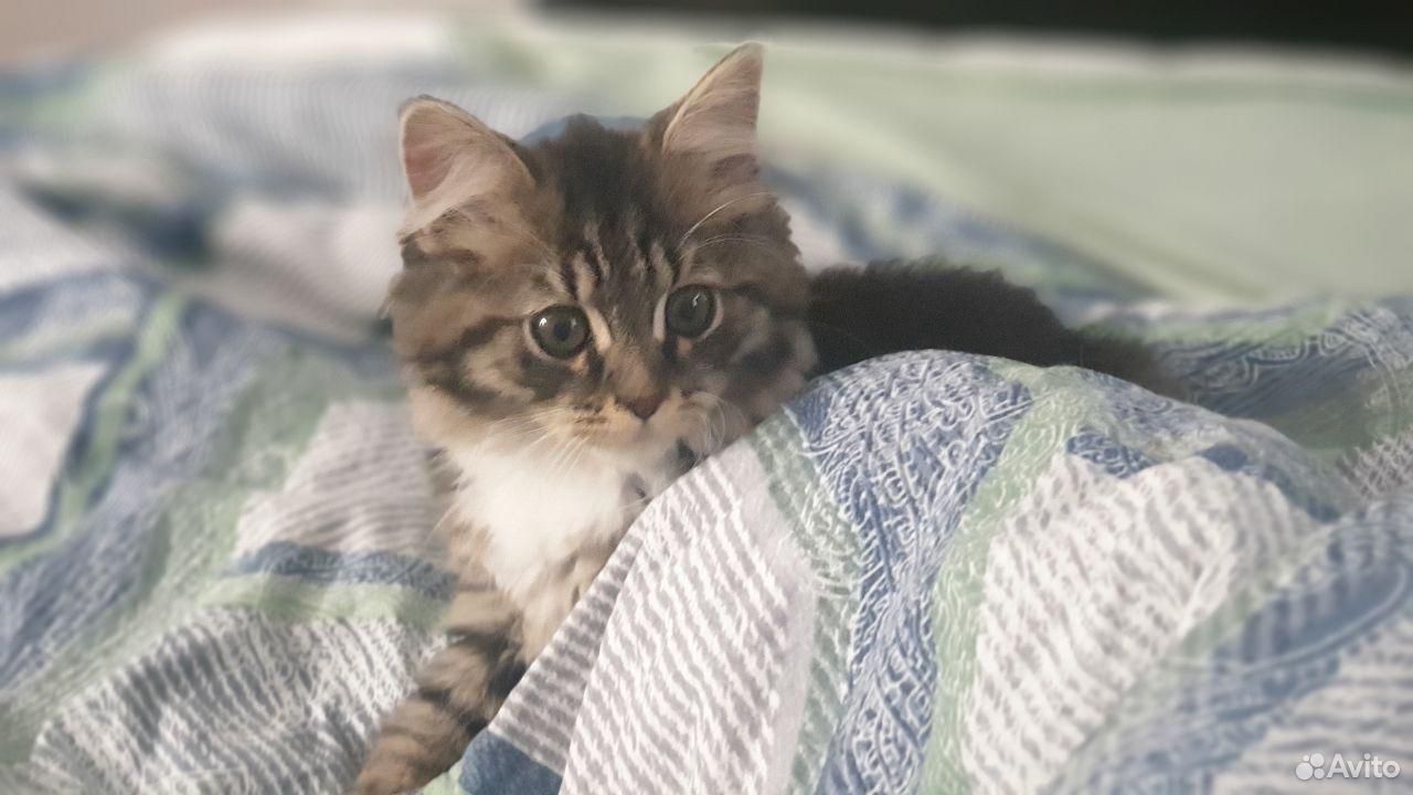 Сибирская кошка - котенок, девочка, 3 месяца