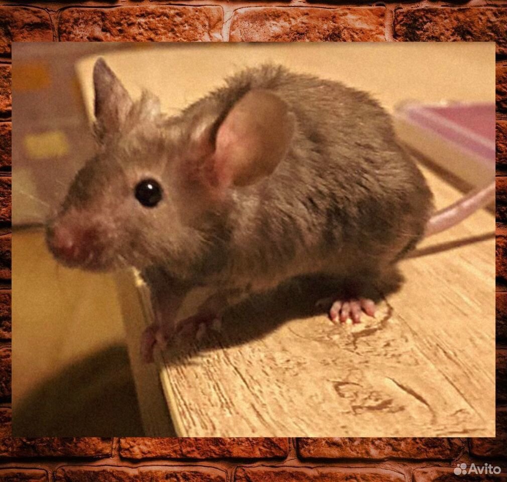 Питомник декоративных мышек Peach M/house