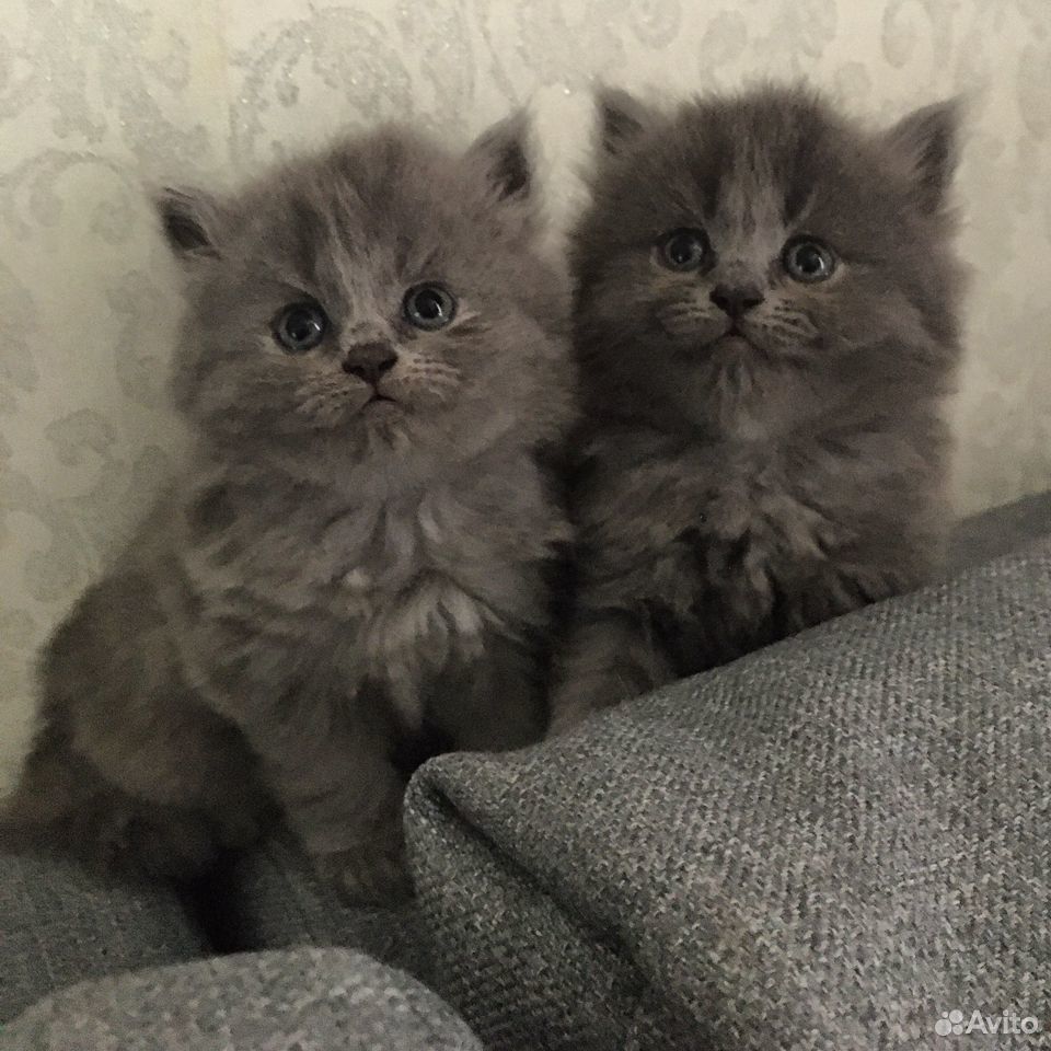 Британцы длинношёрстые