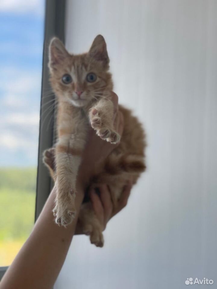 Котенок в добрые руки