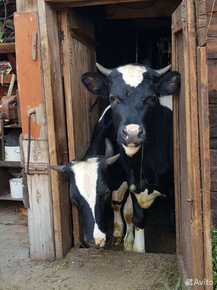 Телки на продажу