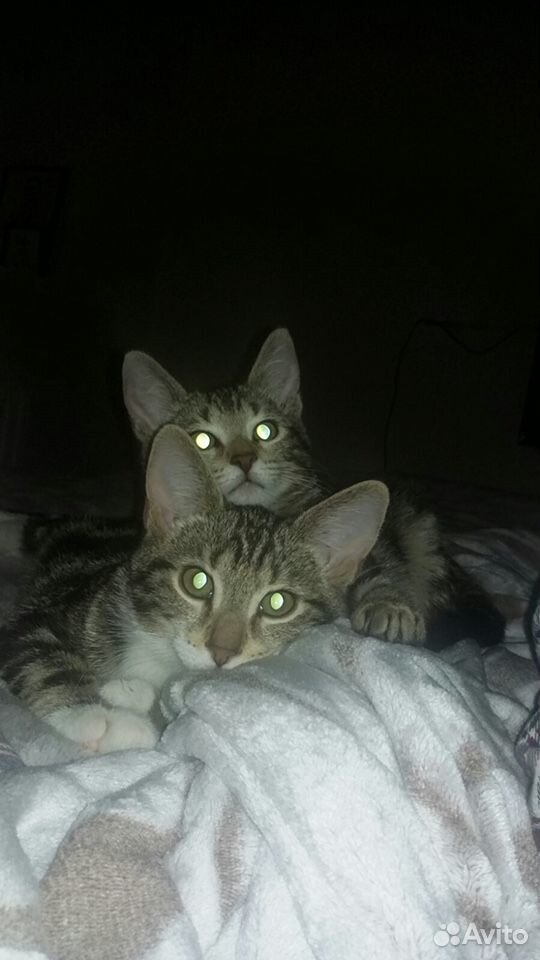 Котята от домашней кошки