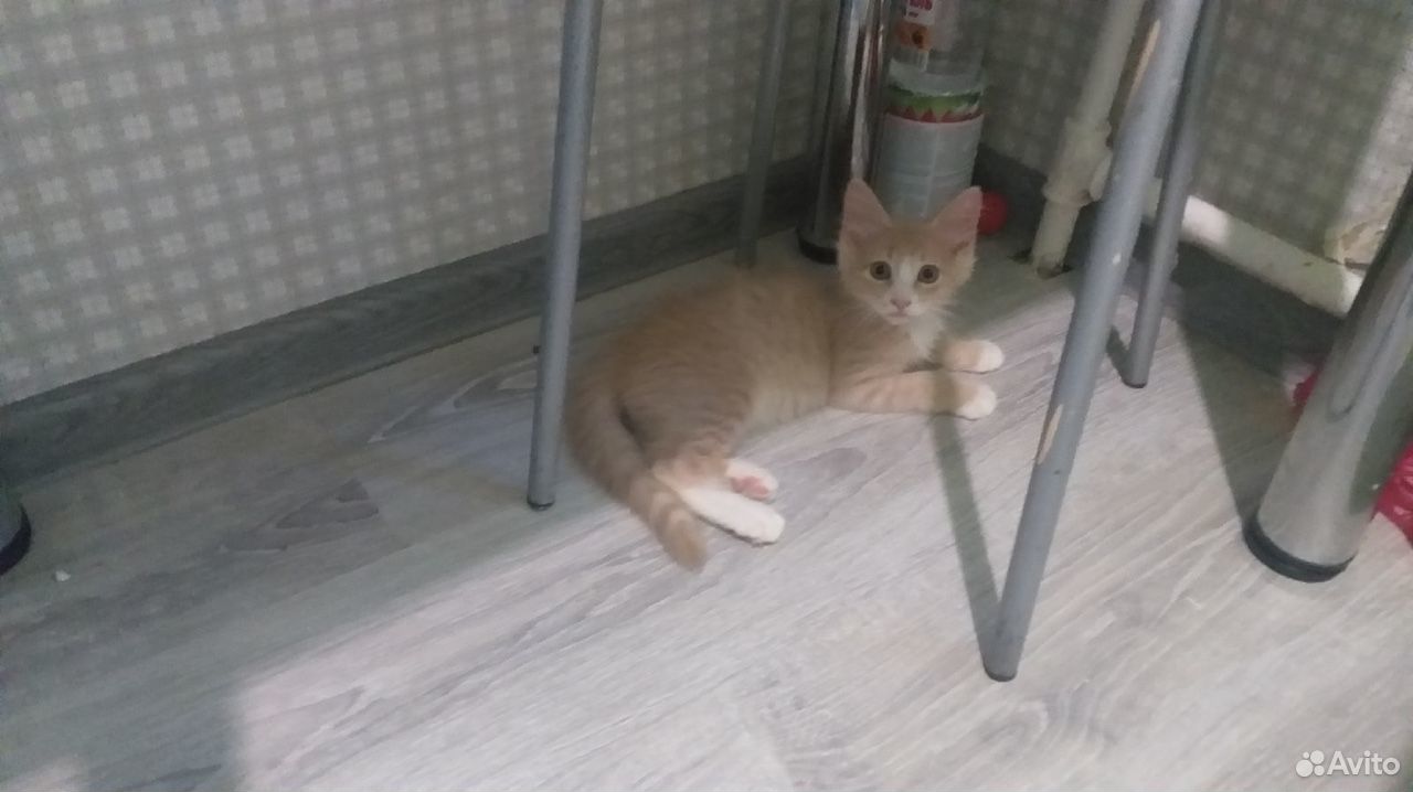 Котенок
