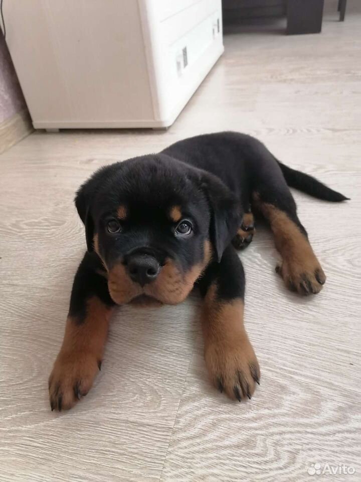 Щенки ротвейлера