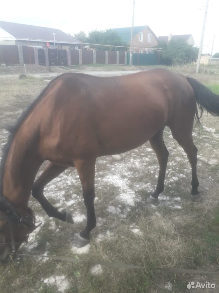 Продам кабылу