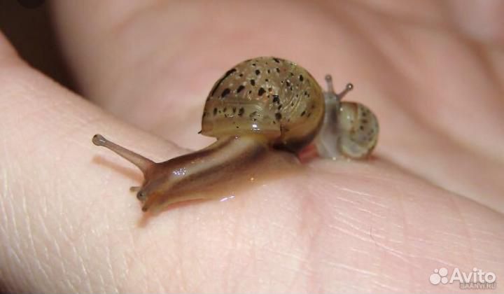 Улитки Ахатины малыши