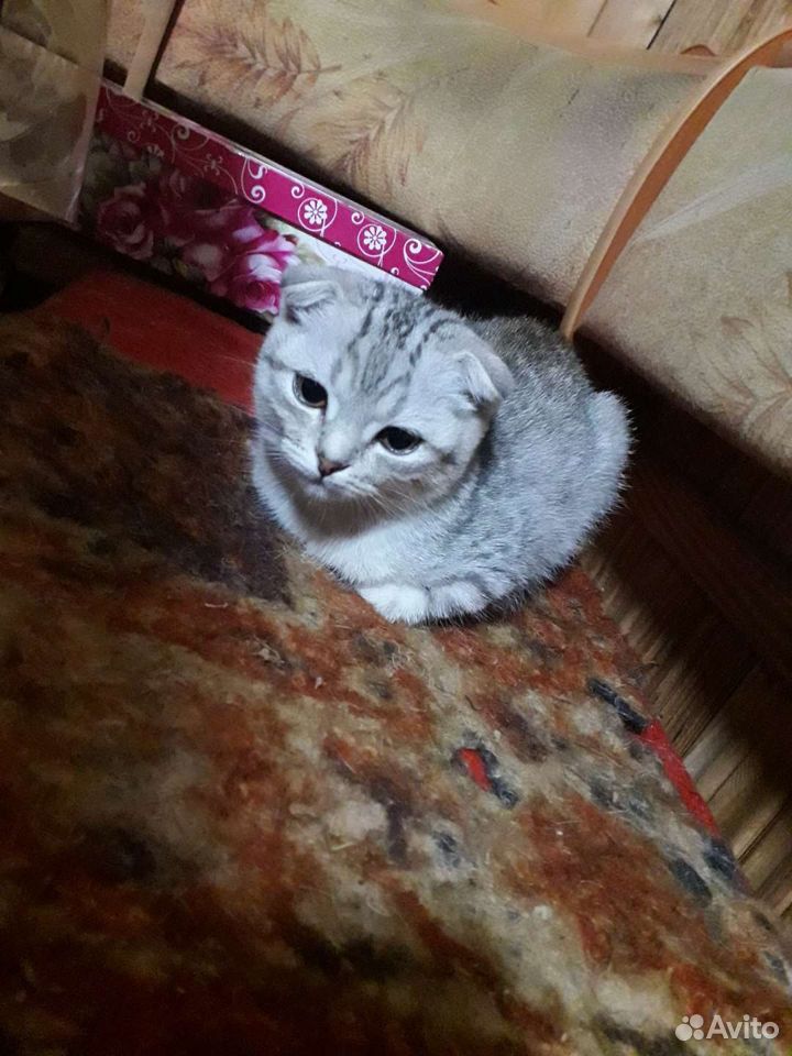 Вислоухая британка