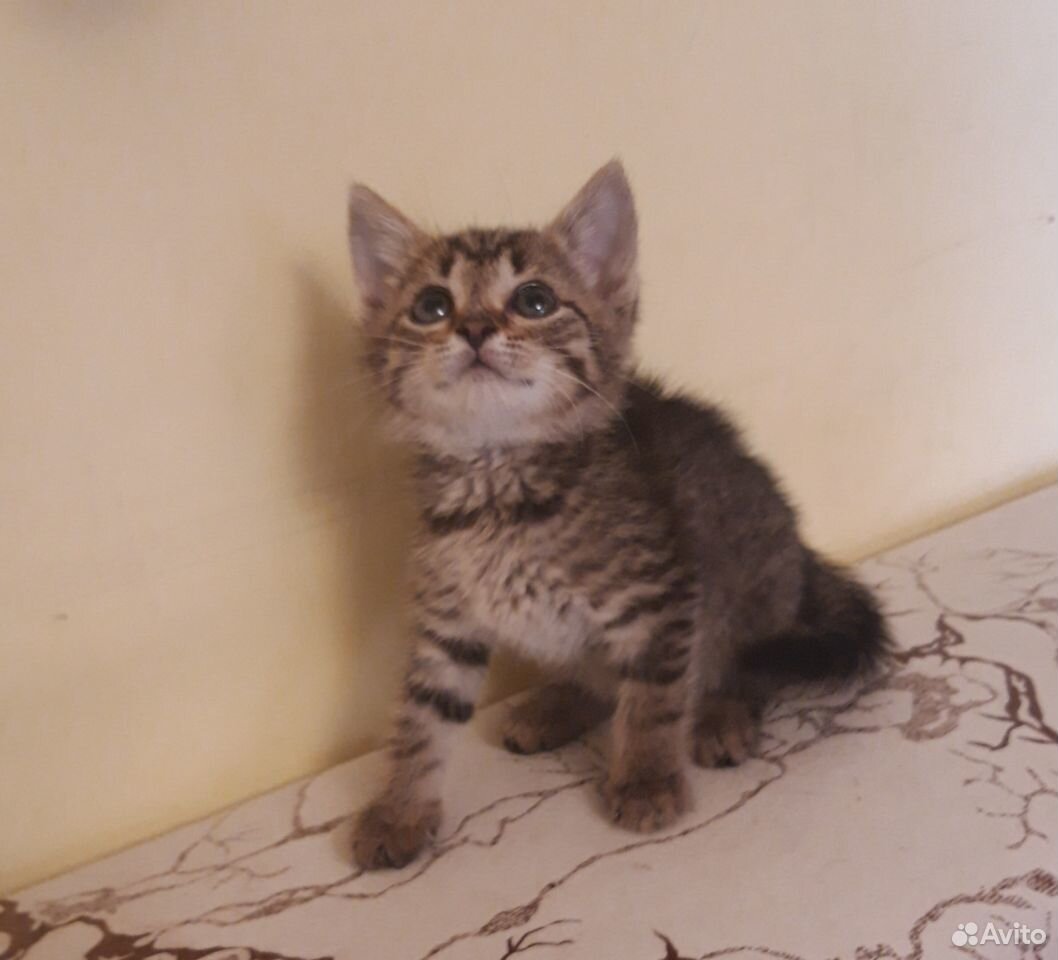 Мелочь полосатая ищет дом