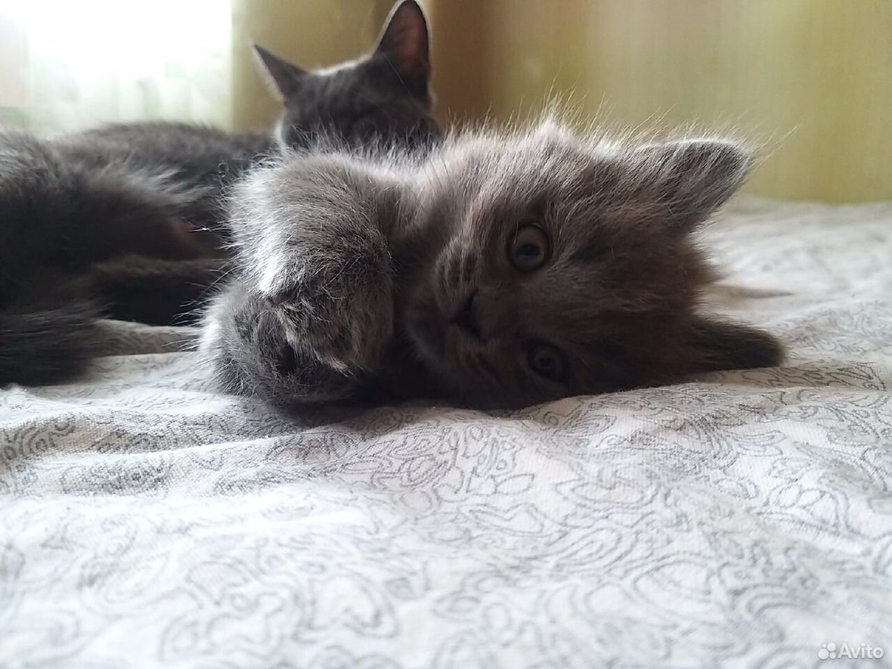 Британская