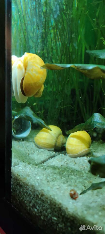 Улитки ампулярии