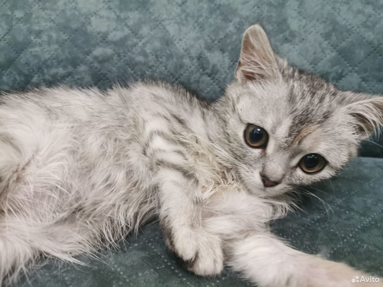 Кошка