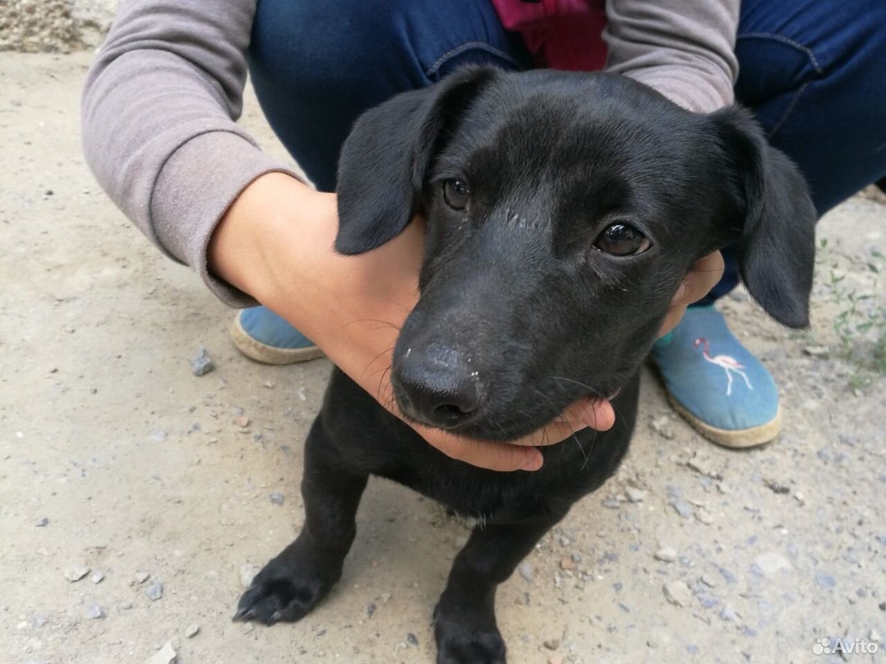 Щенок Такса