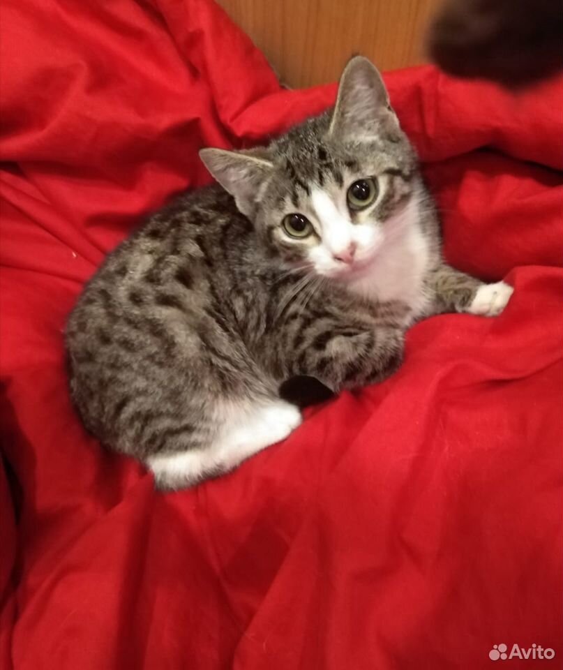 Котейка 2-3 мес. мальчишка