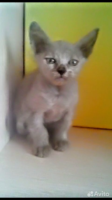 Донской сфинкс.Б р а ш