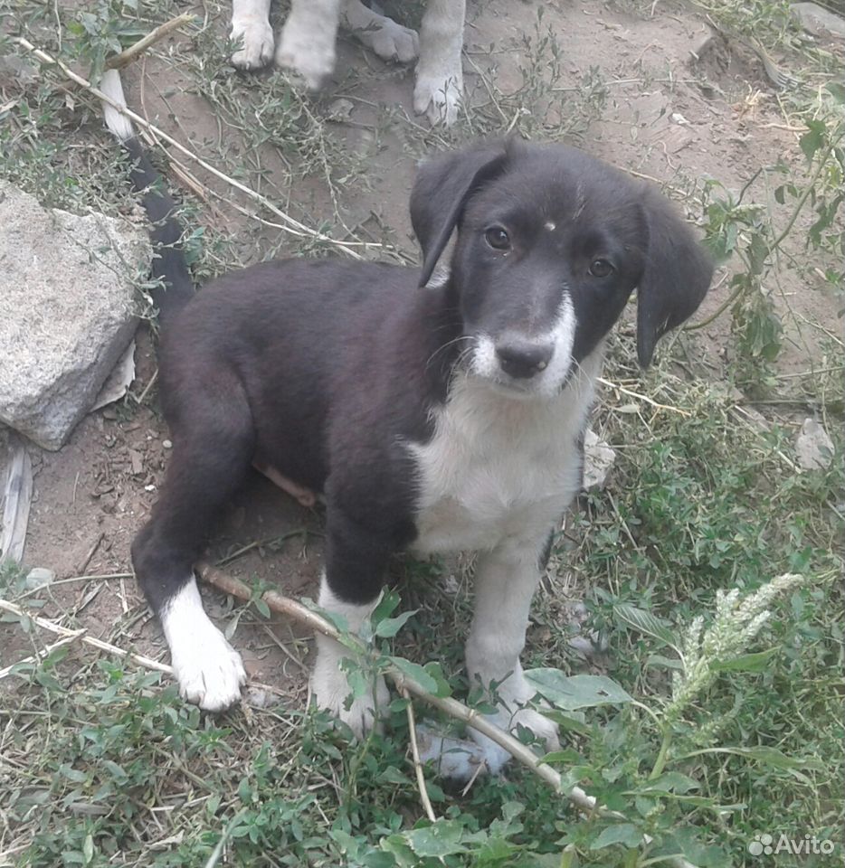 Красивый малыш ищет семью