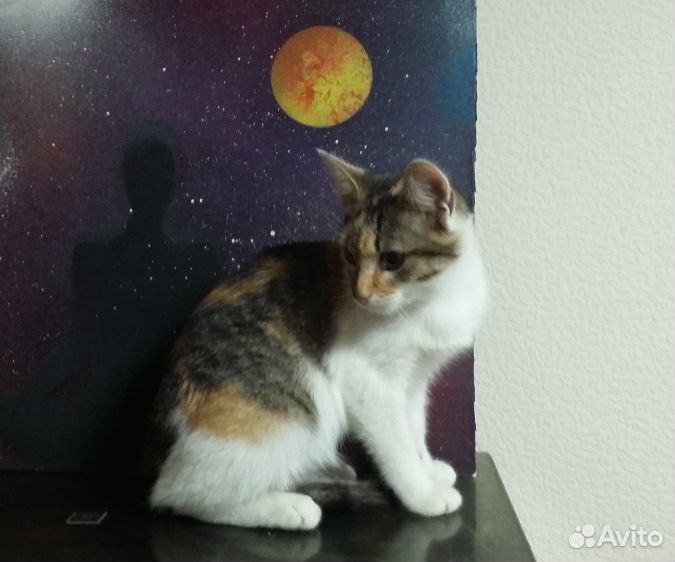 Малышка Соня ищет любящих хозяев