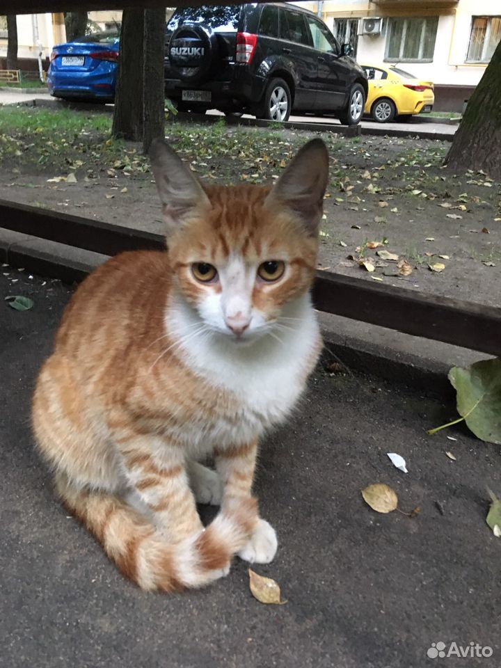 Котик Альпик