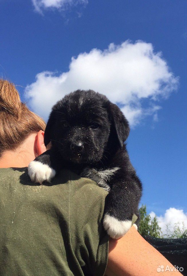 Мохнатое чудо 1,5 месяца