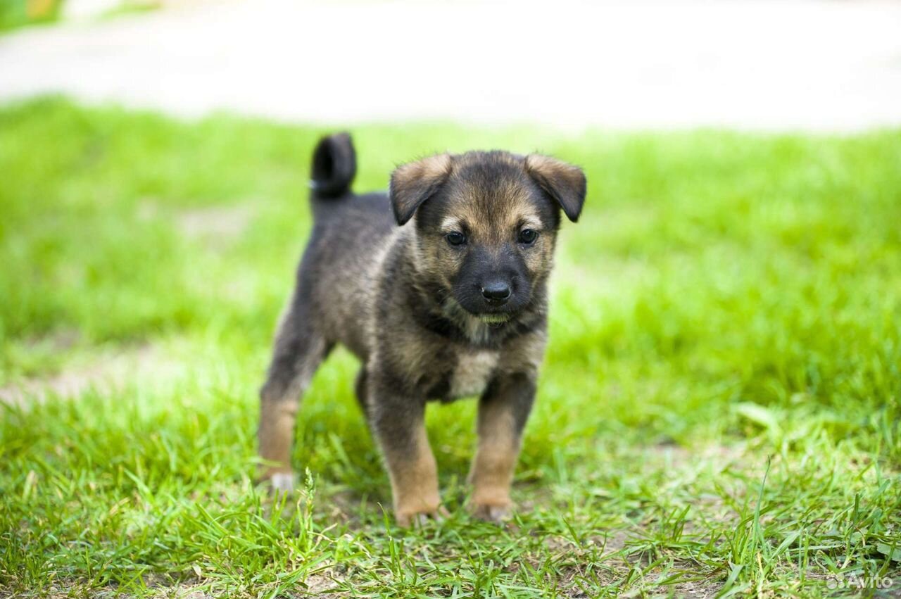 Маленькая девочка ищет дом