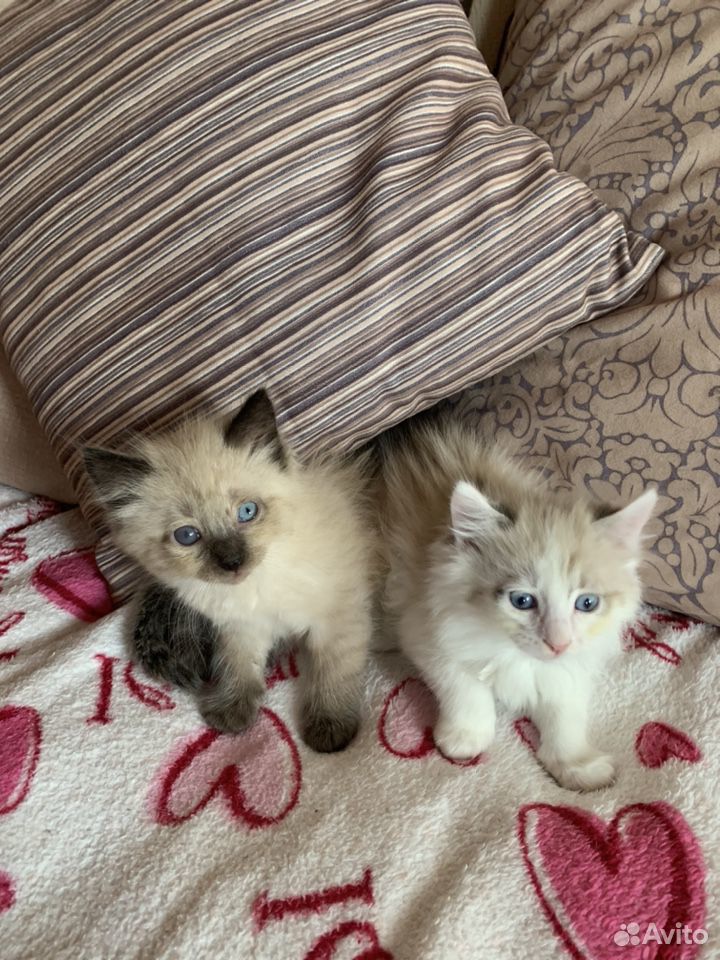 Котята