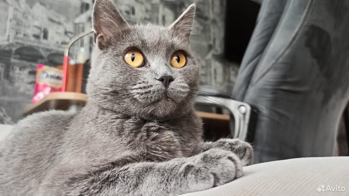 Шартрез кошка (год) в добрые руки