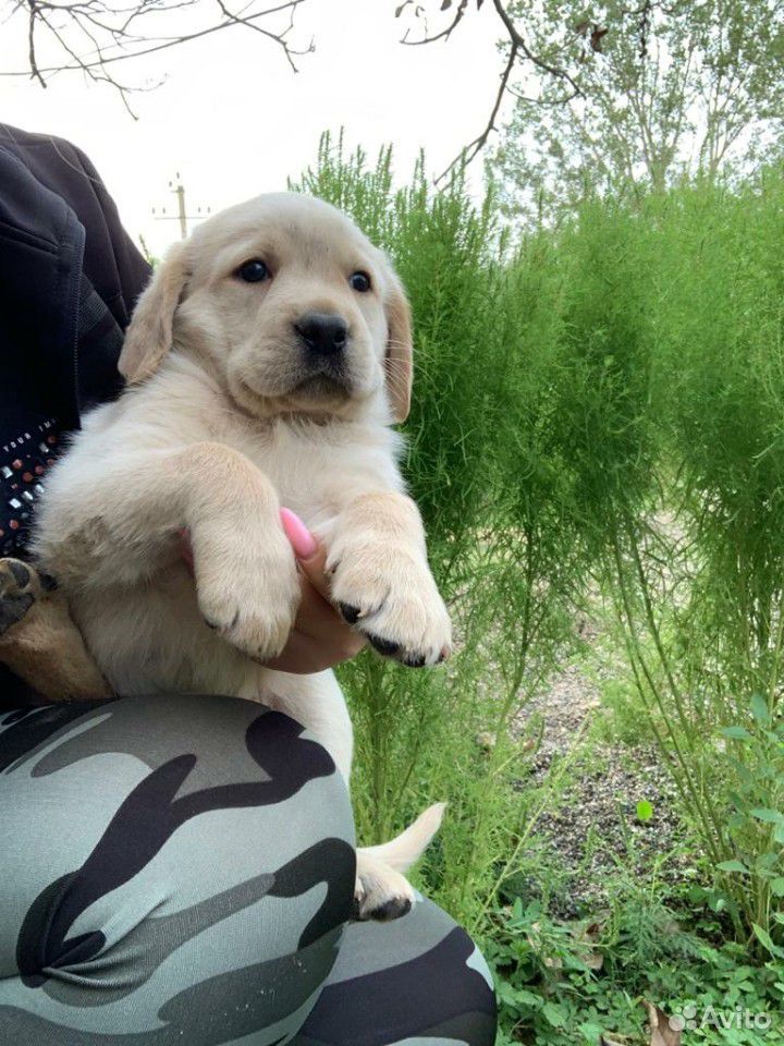 Милые крохи