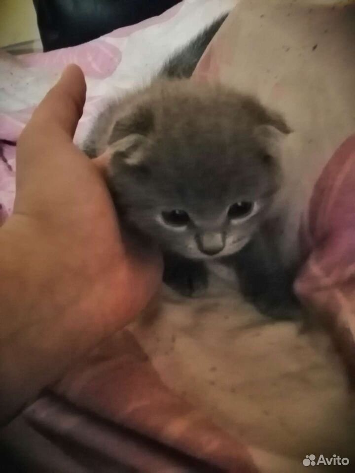 Кошка