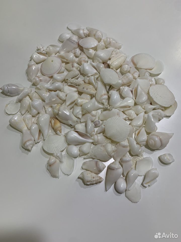 Ракушки белые