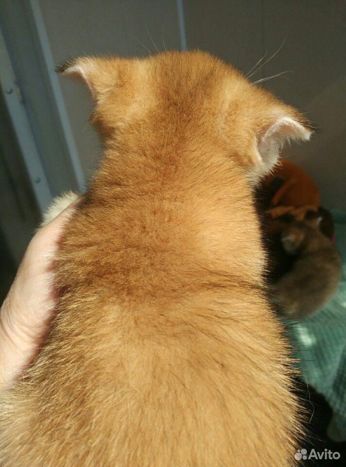 Апельсинки-мальчики