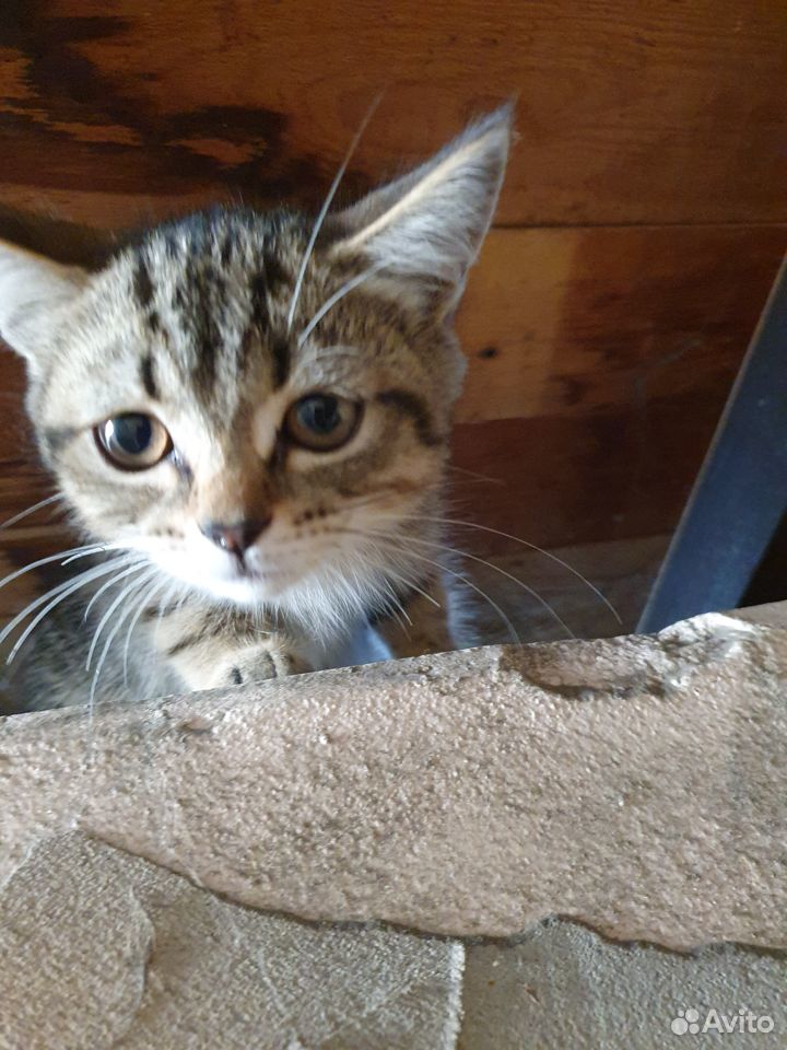 Кошка
