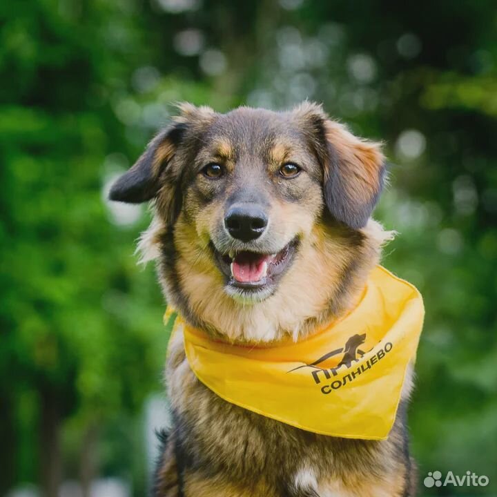 Метис спаниеля Пончик в дар