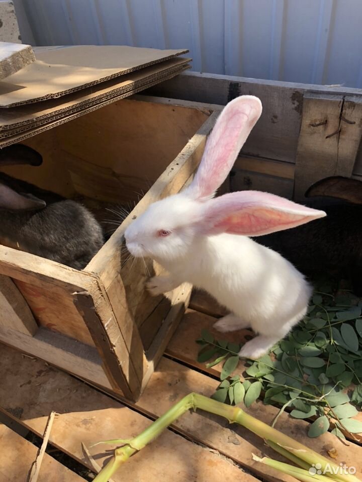 Крольчата 2 месяца обер-фландер